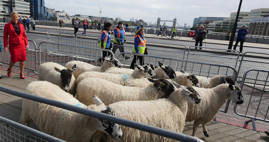 Cabin Crew life: the London Bridge Sheep Drive